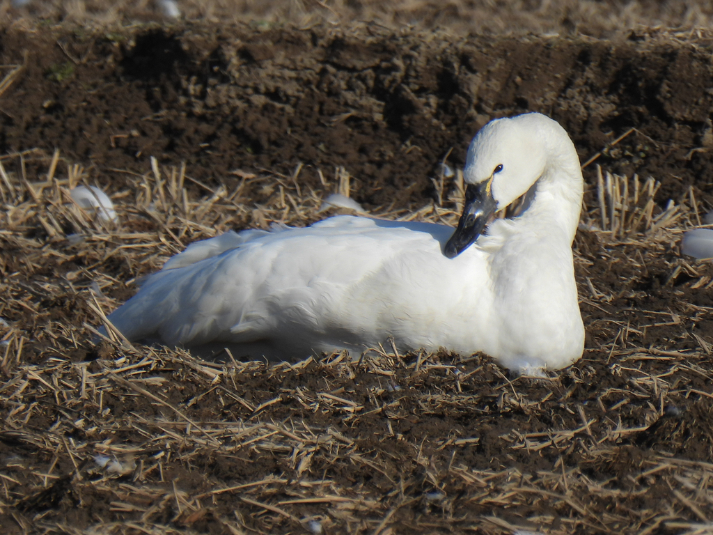 Whistling Swan from Kasagami, Inzai, Chiba 270-2322, Japan on February ...