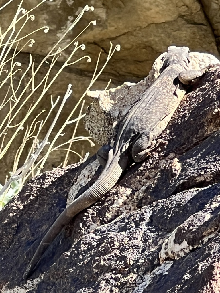 Common Chuckwalla from Santa Rosa and San Jacinto Mountains National ...