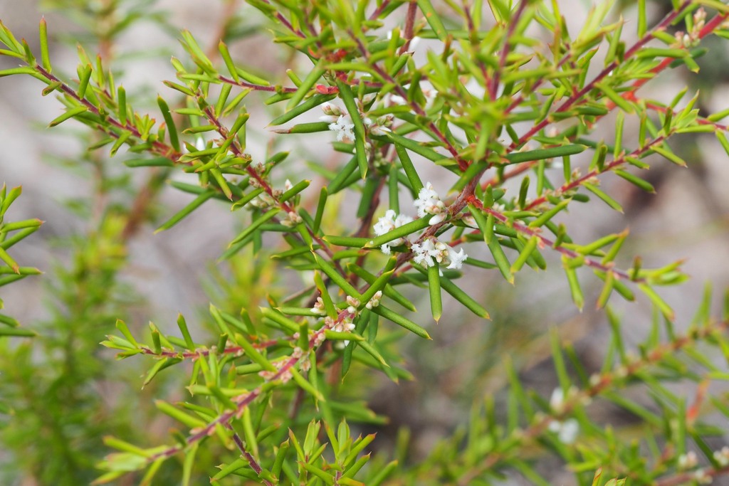 Bearded Heath from Crowdy Bay NSW 2443, Australia on February 1, 2023 ...