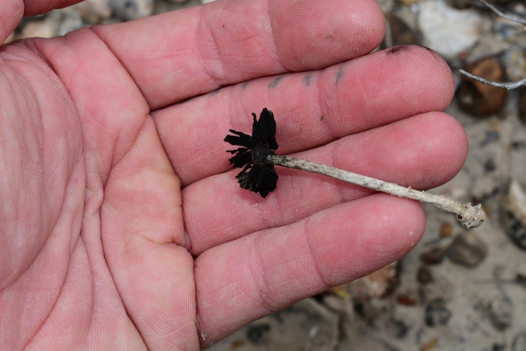 Desert Inkcap in February 2023 by Joey Santore · iNaturalist