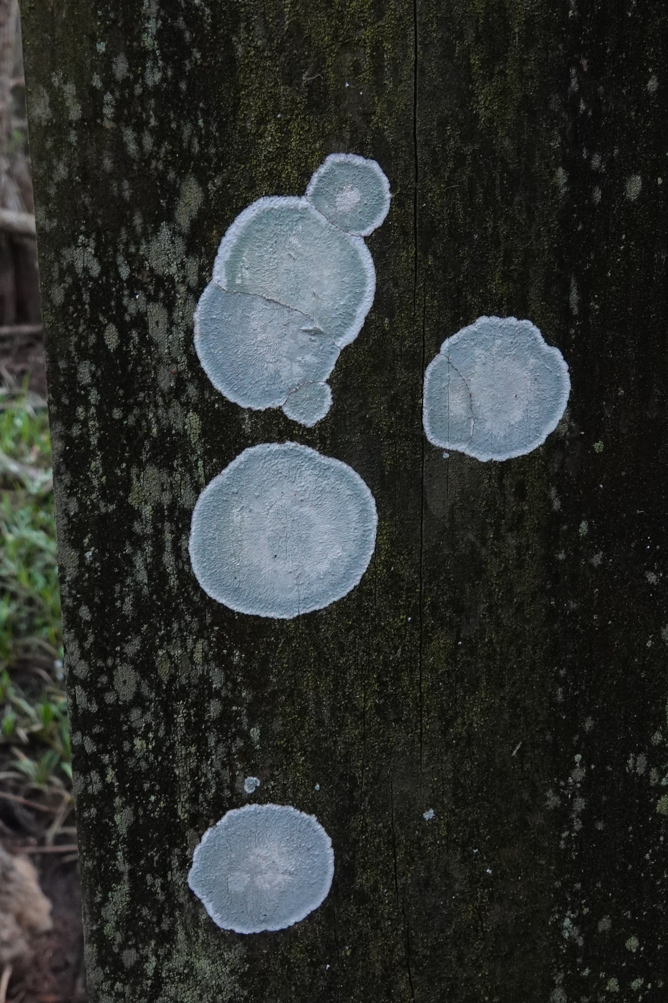 Cryptothecia striata G.Thor