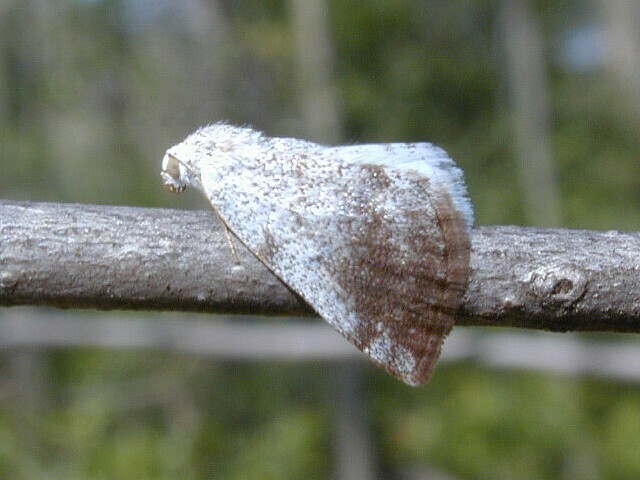 Bluish Spring Moth from Kakiat Park, Rockland County, NY, USA on April ...