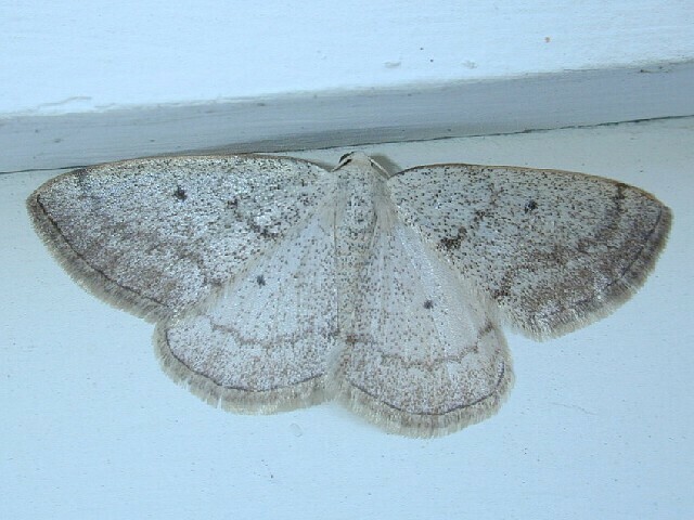 Gray Spring Moth from Ward Pound Ridge, Westchester County, NY, USA on ...
