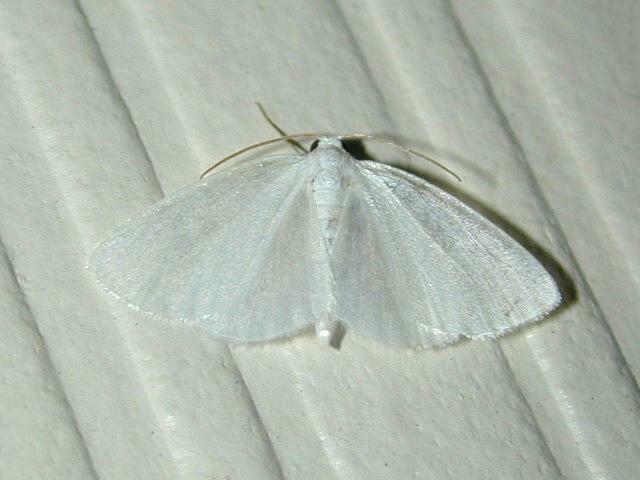 White Spring Moth from Floyd Bennet Field, Brooklyn, NY, USA on June 07 ...