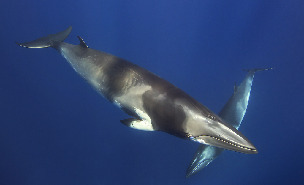 Common Minke Whale (Balaenoptera acutorostrata) - Know Your Mammals