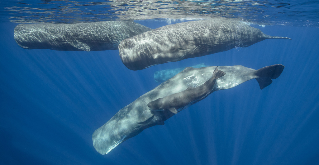 Sperm Whale in July 2009 by Wayne and Pam Osborn. Photography under ...