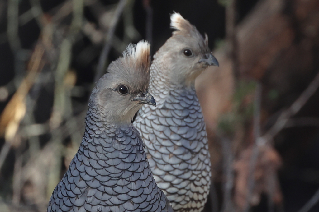 Scaled Quail from Bustamante, N.L., México on February 06, 2023 at 05: ...