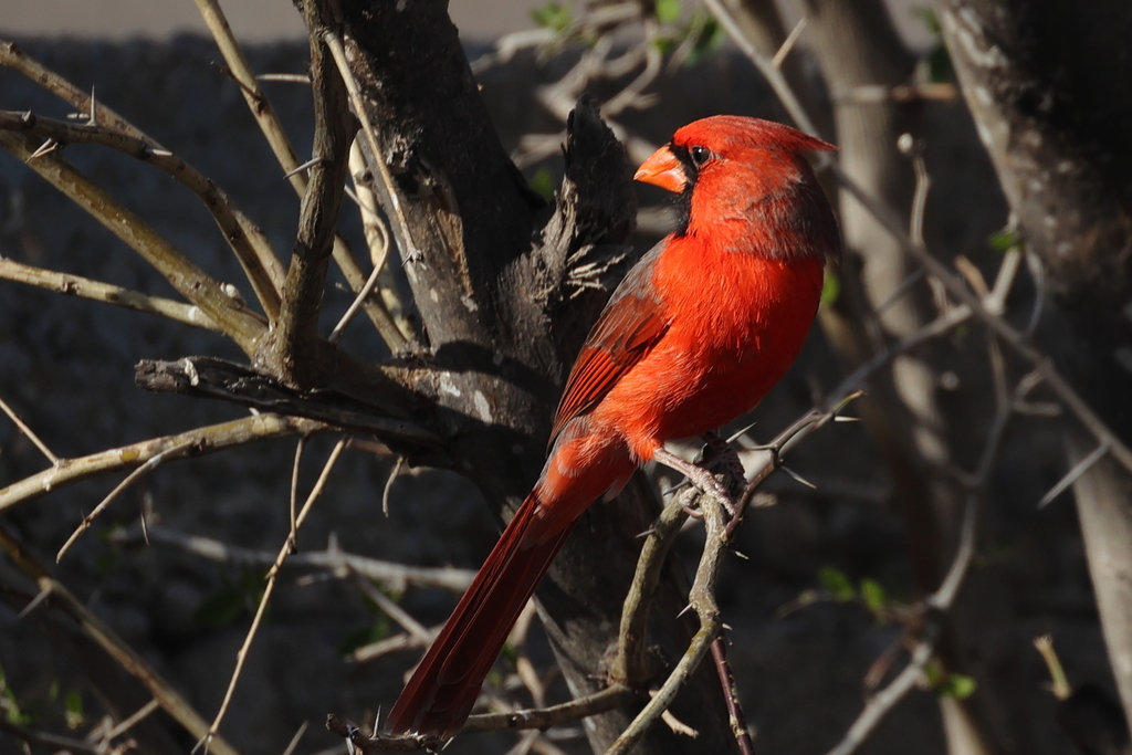 Northern Cardinal from Bustamante, N.L., México on February 06, 2023 at ...