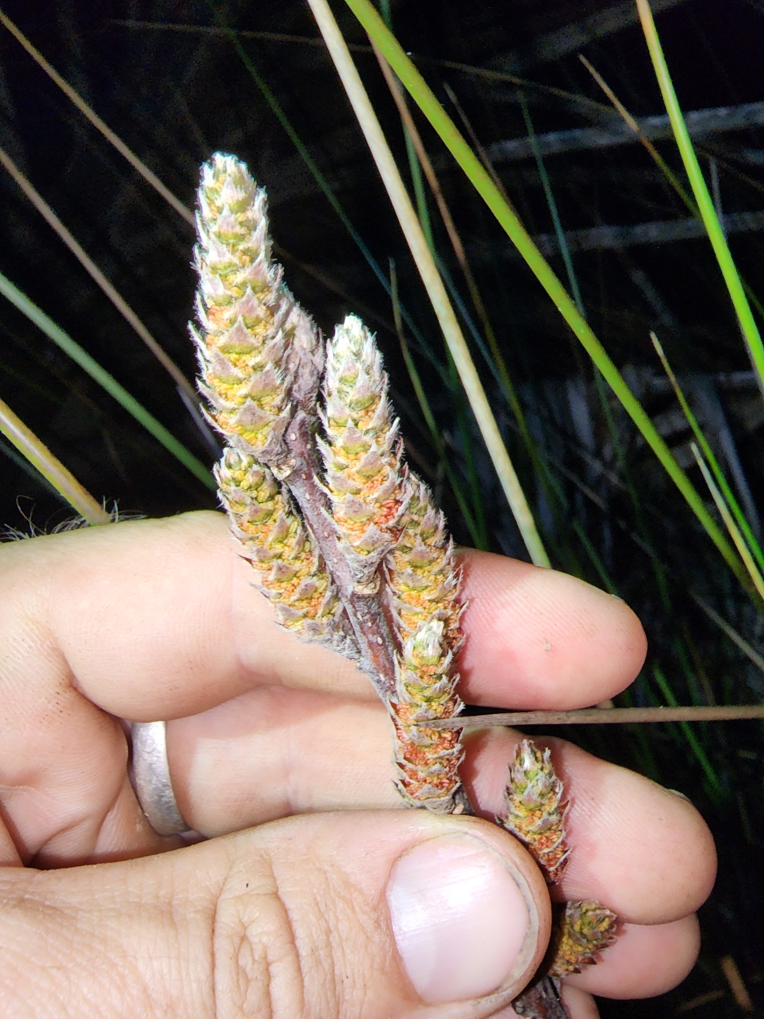 Leitneria floridana Chapm.