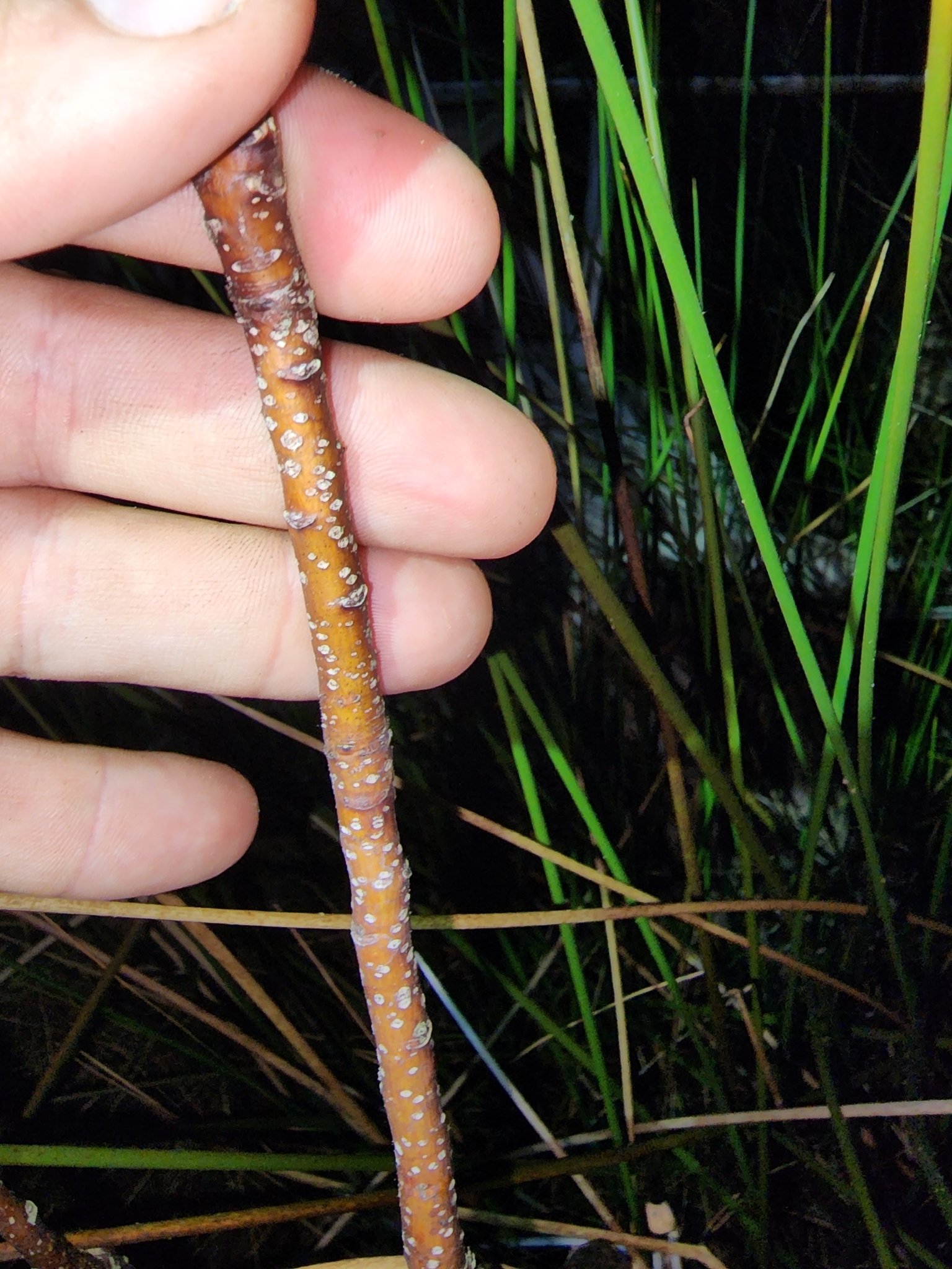 Leitneria floridana Chapm.