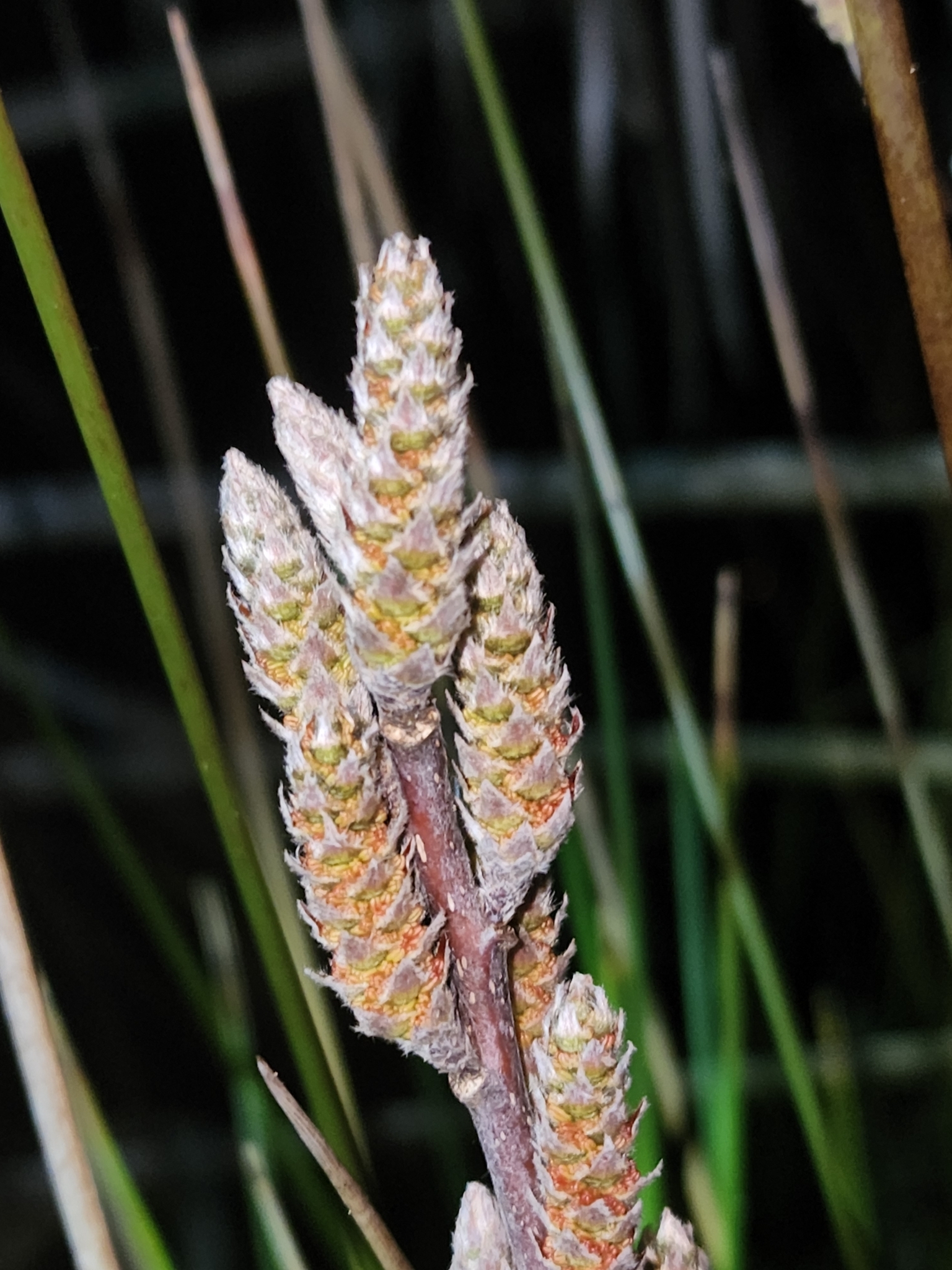 Leitneria floridana Chapm.