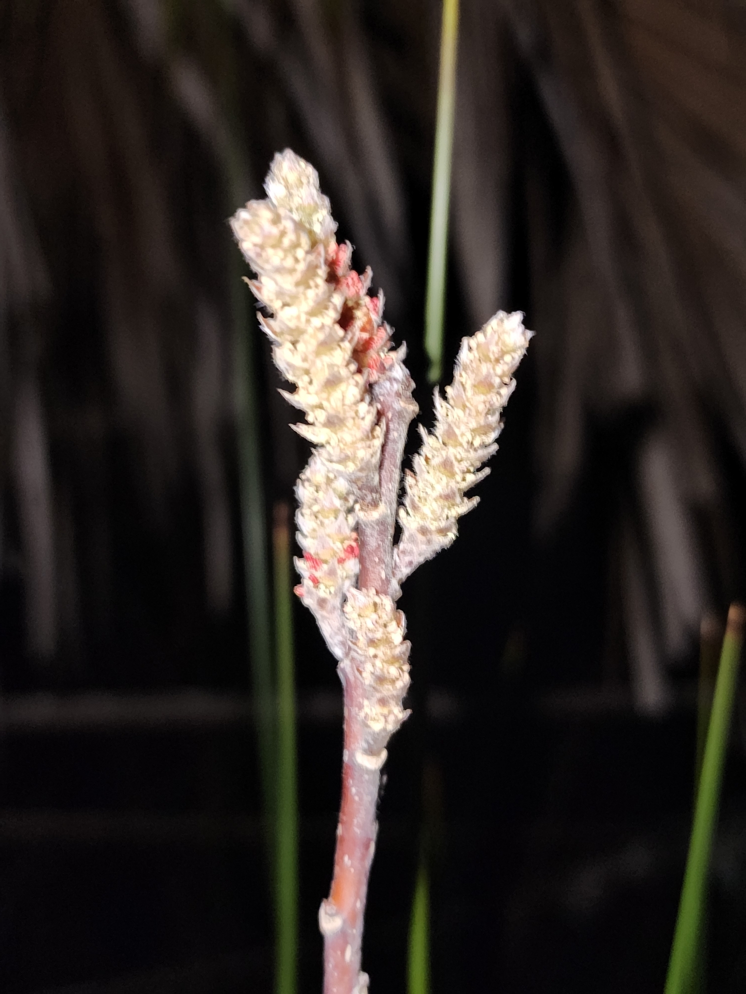 Leitneria floridana Chapm.