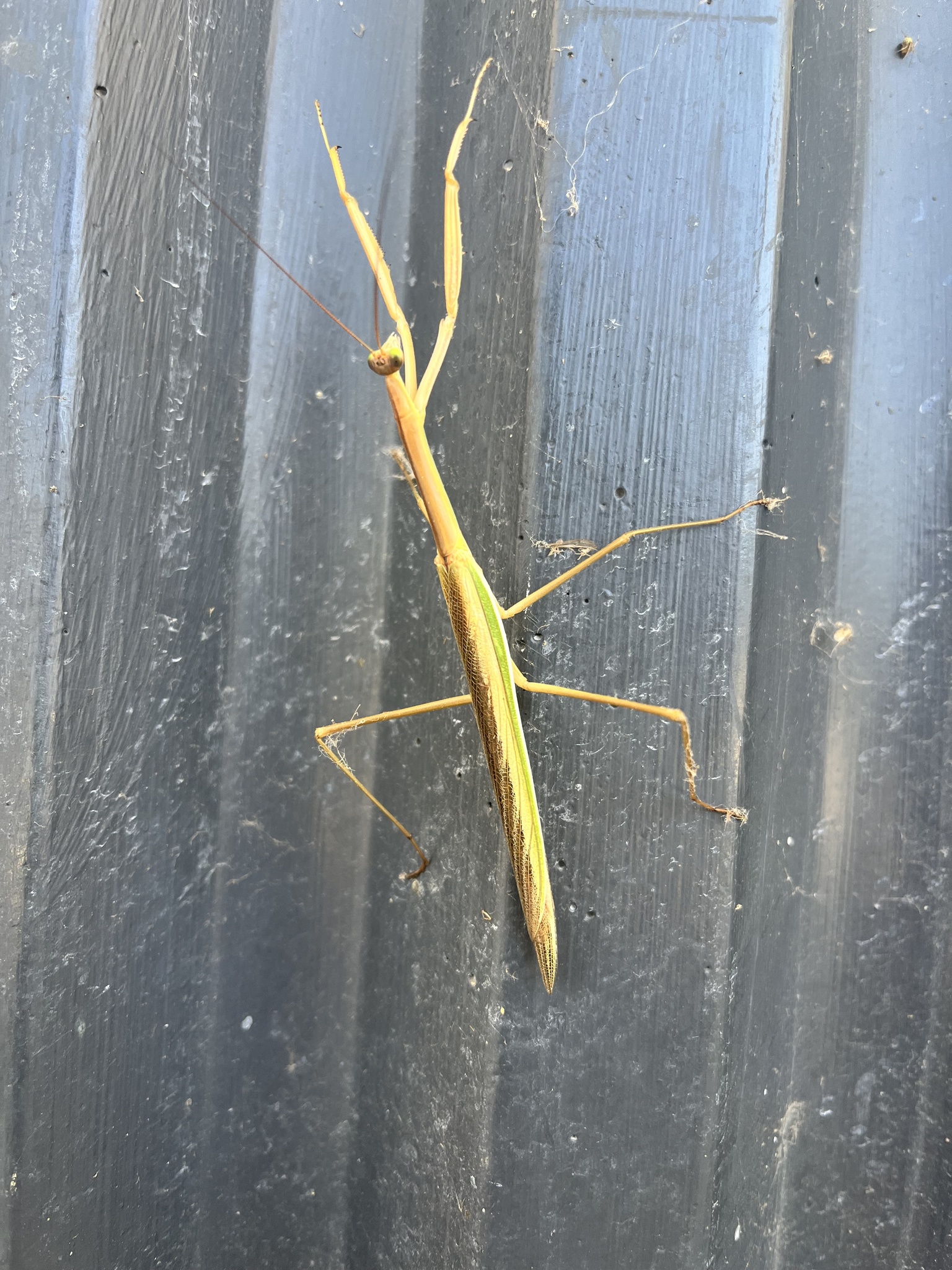 Tenodera australasiae Leach, 1814