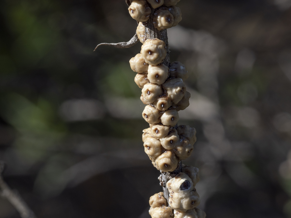 Chinese Wax Scale from San Diego County, CA, USA on February 07, 2023 ...