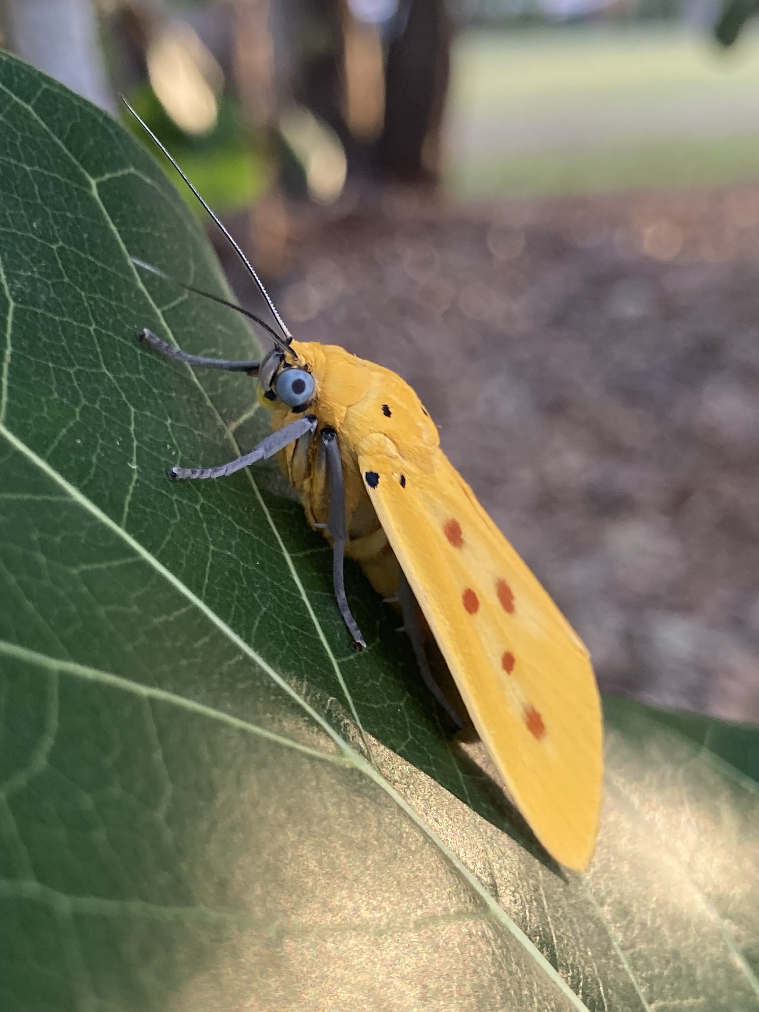 Agape chloropyga (Walker, 1854)