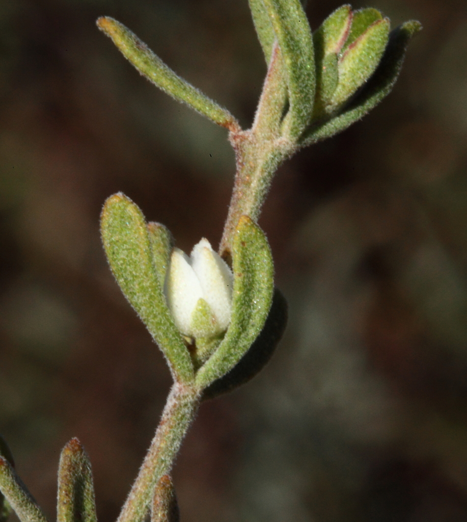 Cyanothamnus penicillatus from North Kukerin WA 6352, Australia on ...