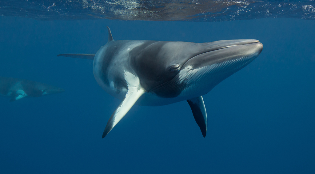 (Balaenoptera) - Marine Life Identification