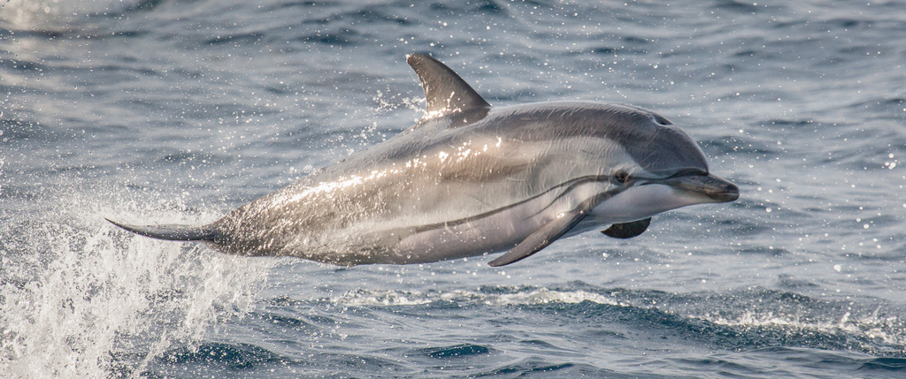 Striped Dolphin on April 8, 2009 at 05:02 PM by Wayne and Pam Osborn ...