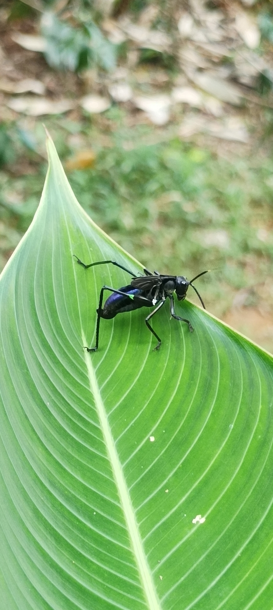 Scaphura nigra (Thunberg, 1824)