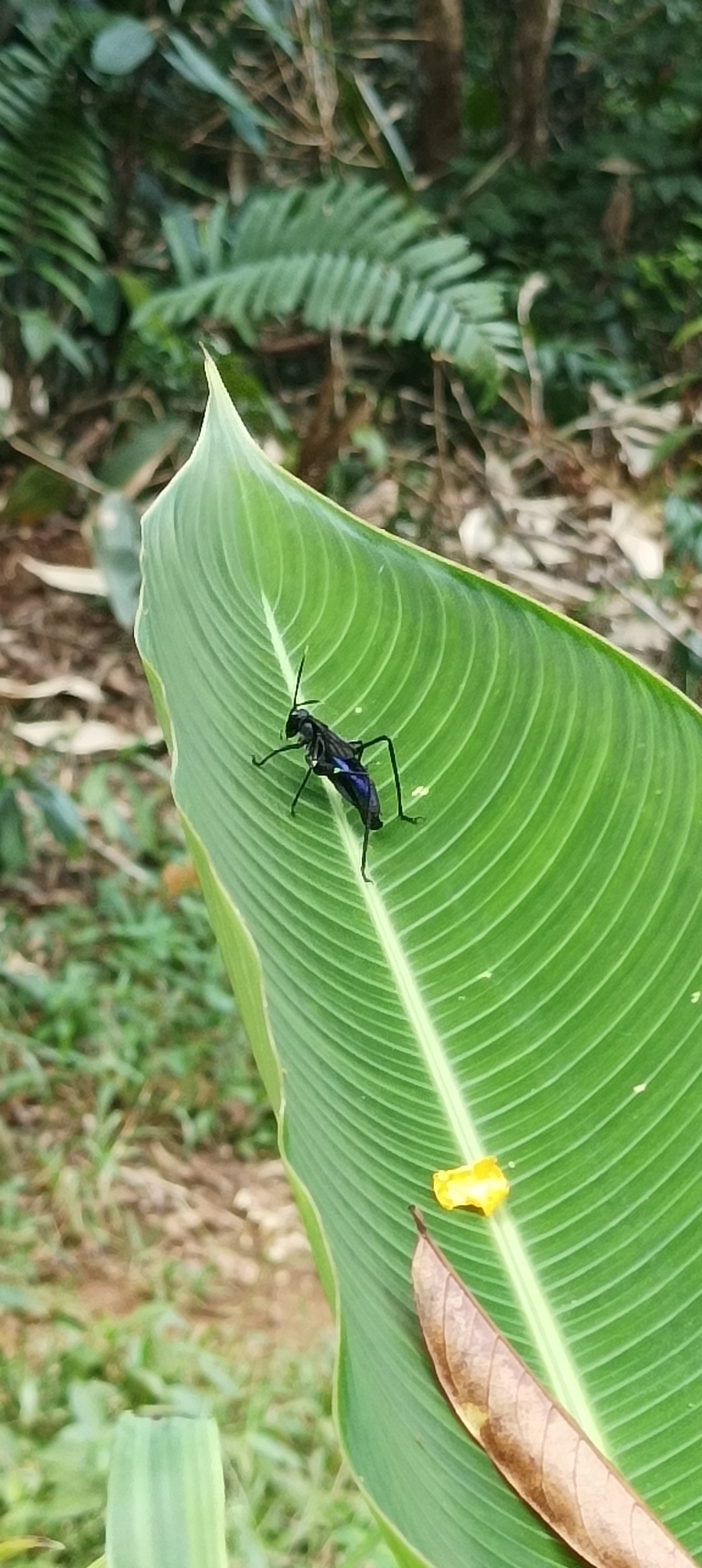Scaphura nigra (Thunberg, 1824)