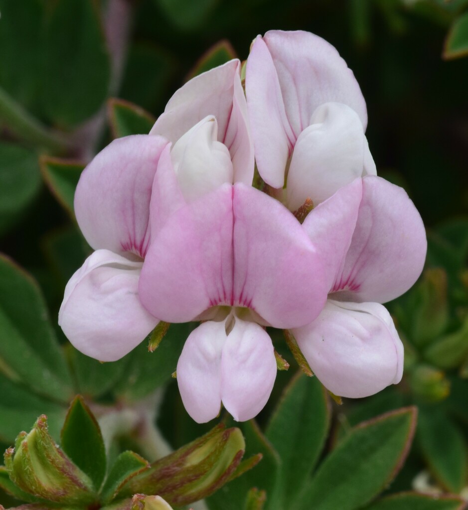 austral trefoil from Little Dip CP, Nora Creina SA 5276, Australia on ...