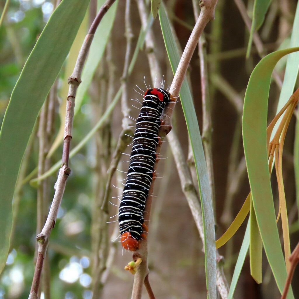 Mistletoe Moth from Mount Egerton VIC 3352, Australia on February 08 ...
