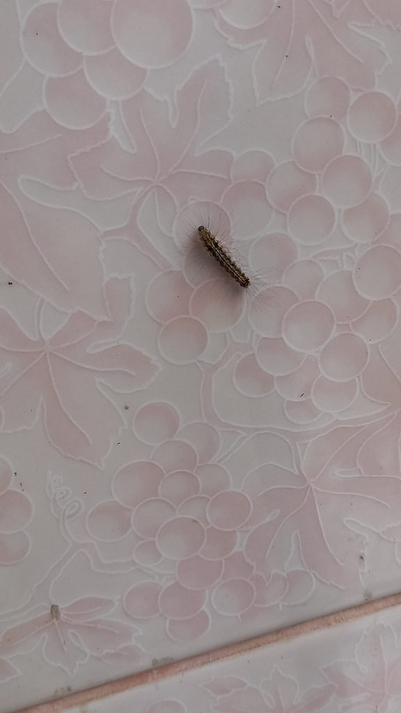 Butterflies and Moths from 4XHH+33V, Tagaytay, Cavite, Philippines on ...