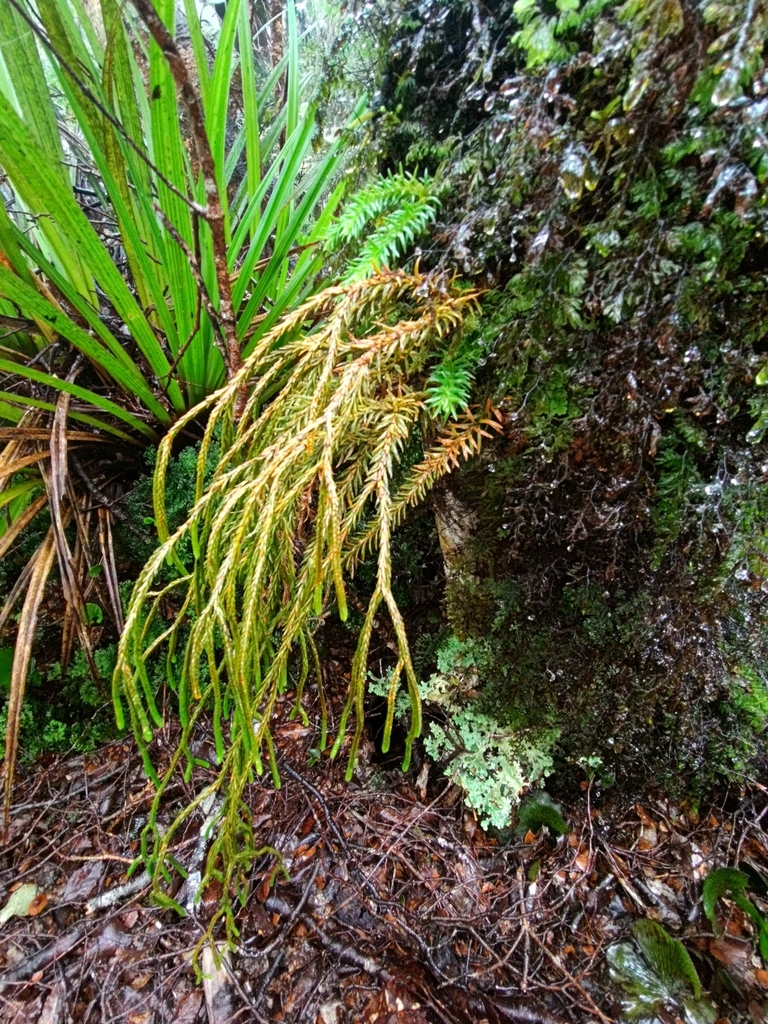hanging clubmoss from Tararua Forest Park, NZ-WG-MT, NZ-WG, NZ on ...