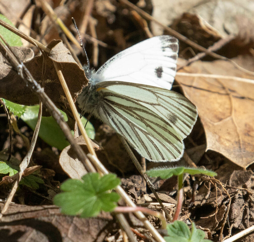 Margined White from Mount Diablo State Park, Curry Canyon, Contra Costa ...