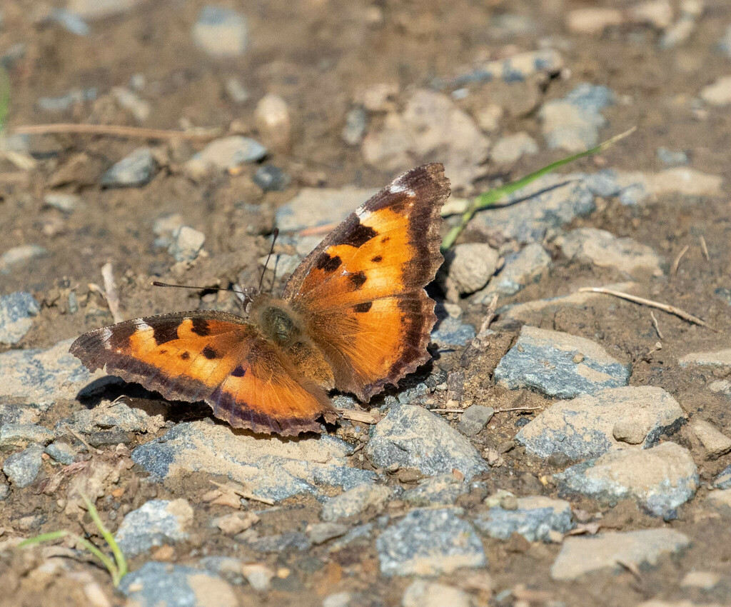 California Tortoiseshell from Mount Diablo State Park, Curry Canyon ...