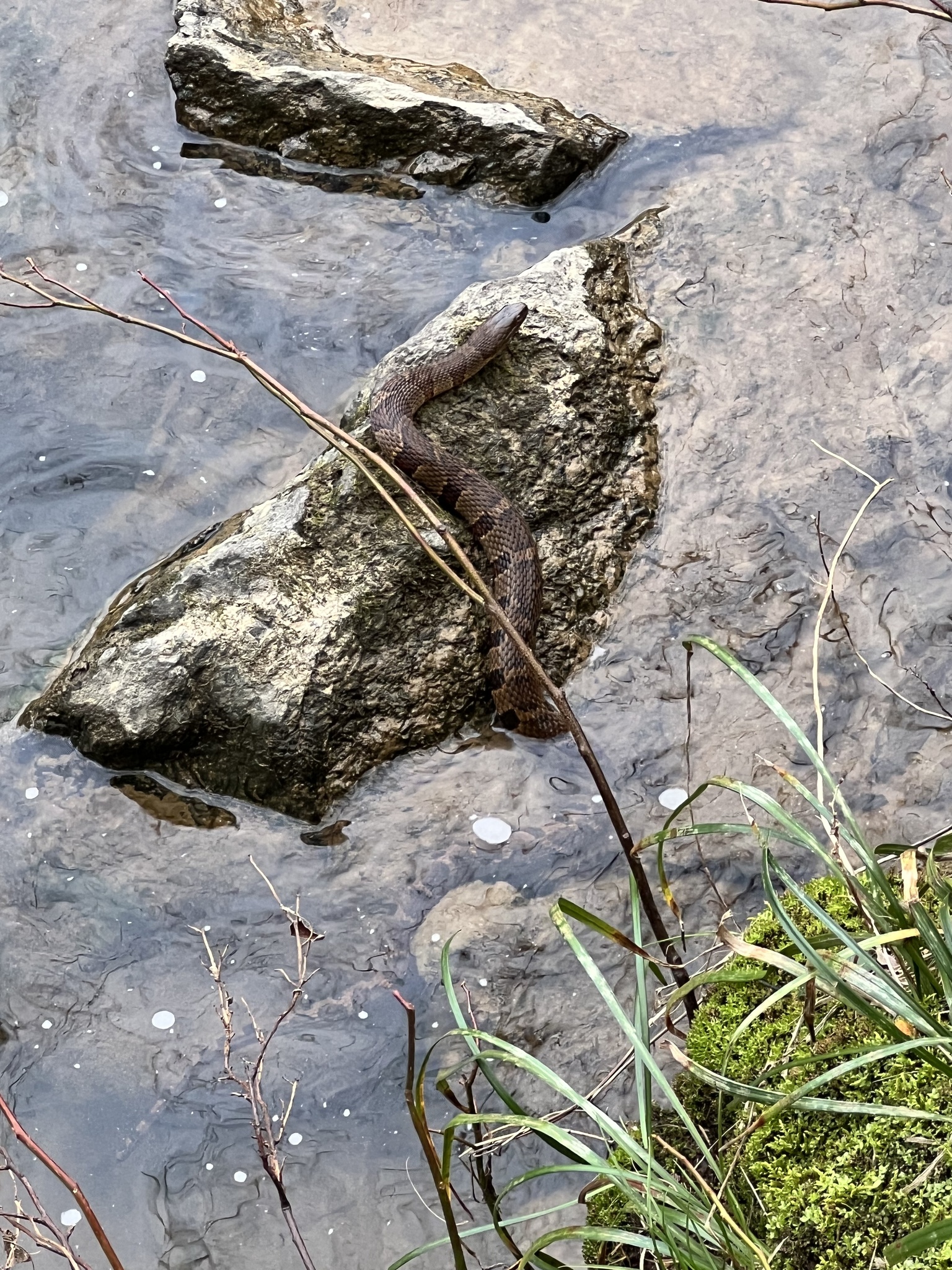 Nerodia sipedon (Linnaeus, 1758)