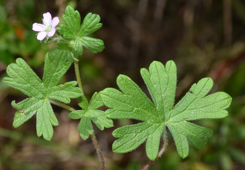 Geranium gardneri · iNaturalist