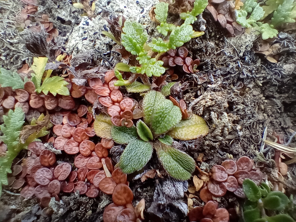 Myosotis antarctica traillii in February 2023 by John Barkla. Rare, in ...