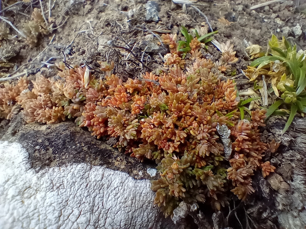 Crassula mataikona in February 2023 by John Barkla. Rare, in coastal ...