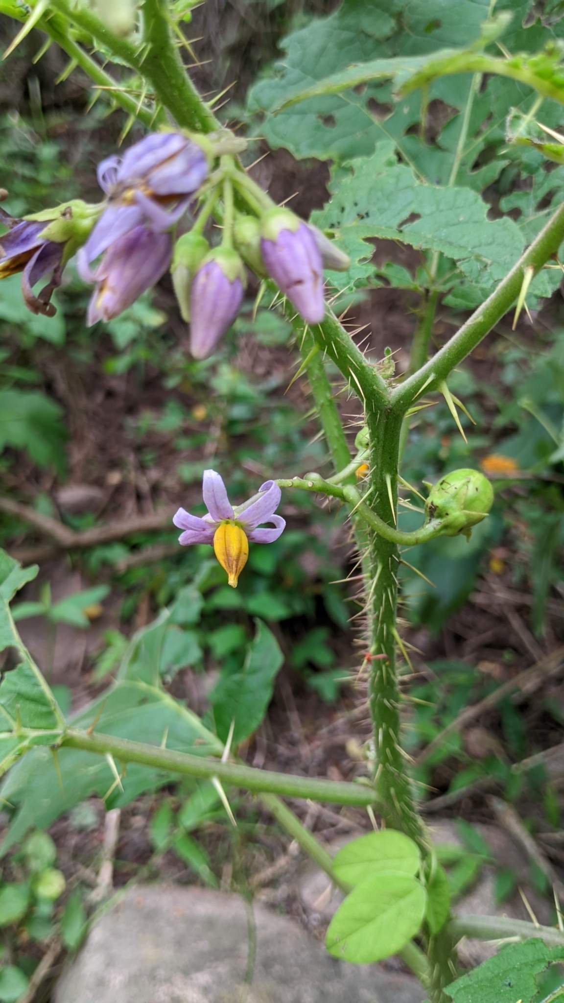 Solanum palinacanthum Dunal