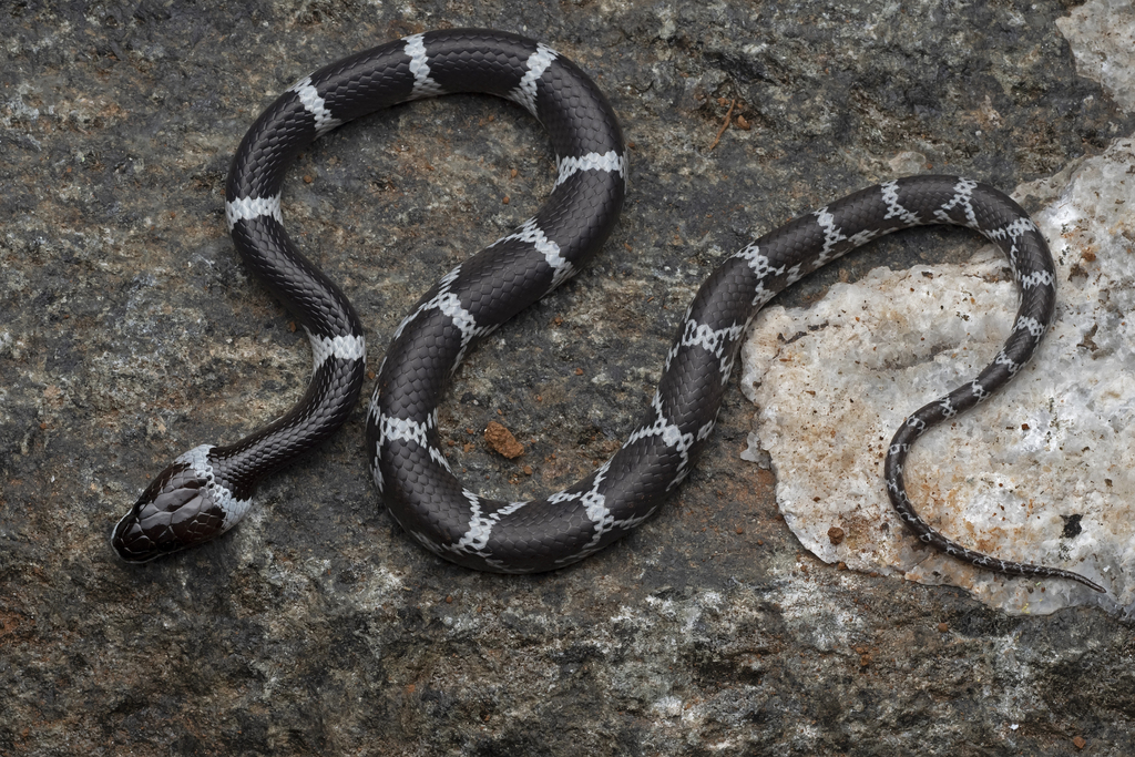Indian Wolf Snake from 7M28+QFC, Hanehallikabbinahakkal, Karnataka ...