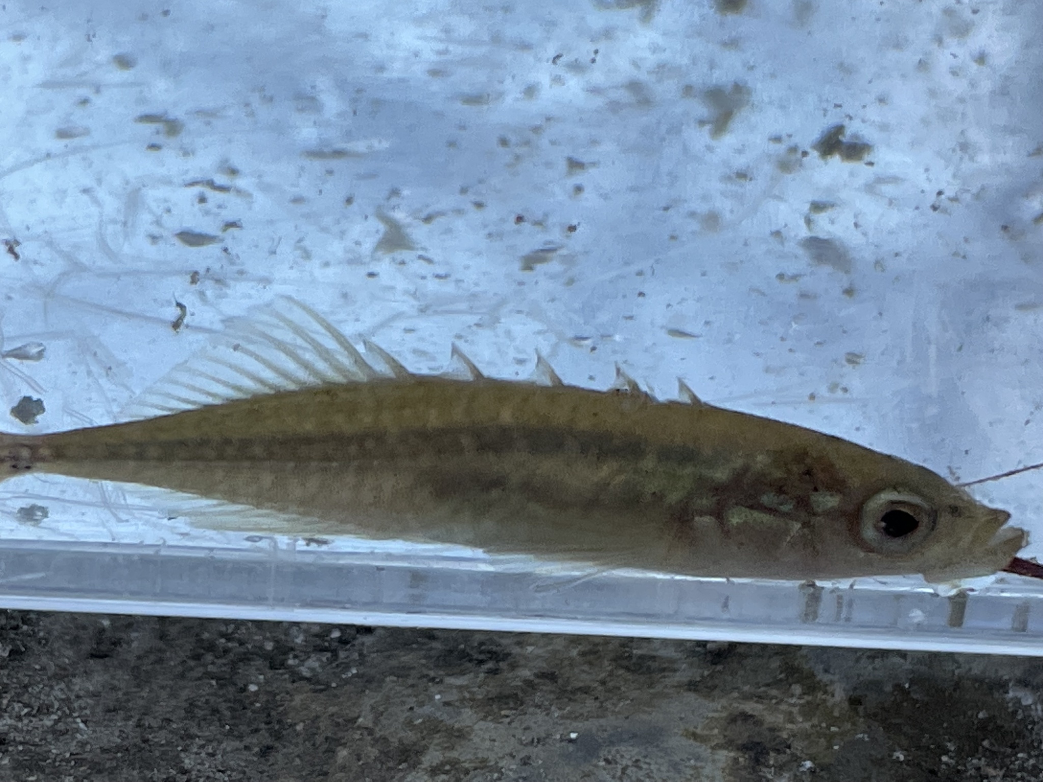 Culaea inconstans (Kirtland, 1840)