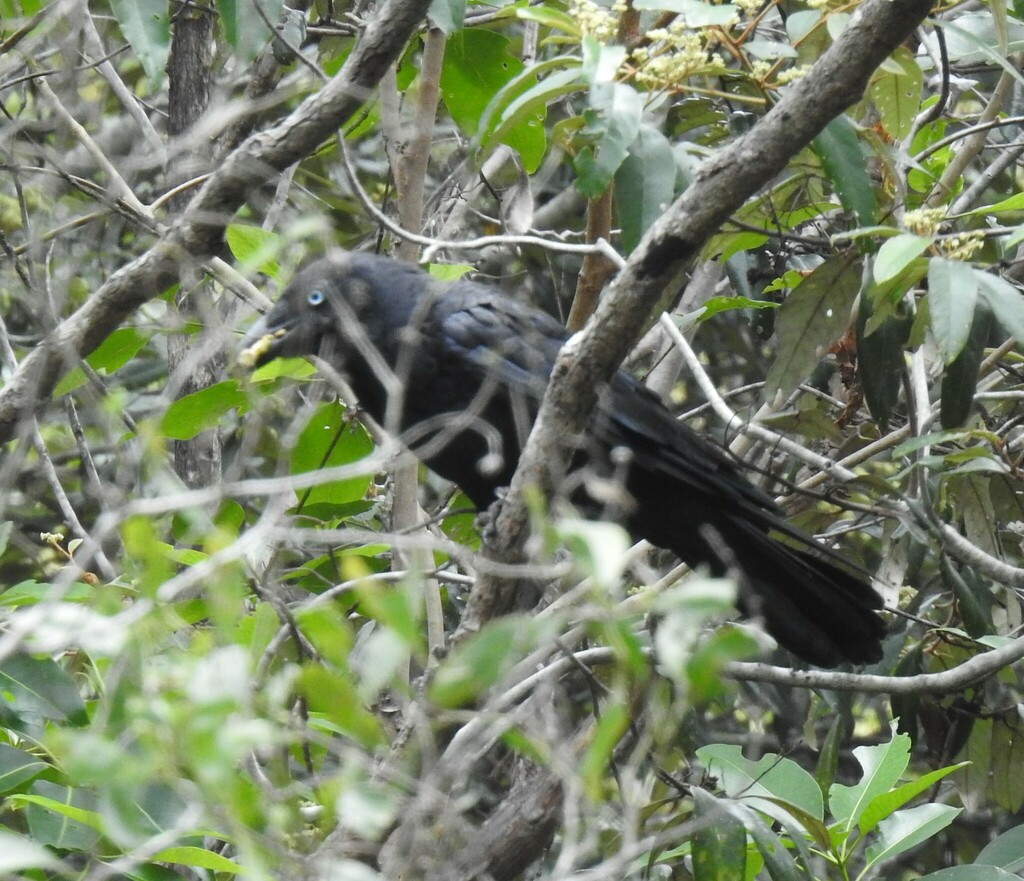 Crows and Ravens from Talegalla Weir QLD 4650, Australia on February 09 ...