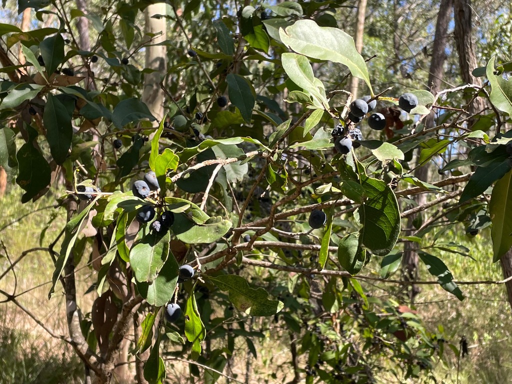 Notelaea longifolia from Wingham NSW 2429, Australia on February 05 ...