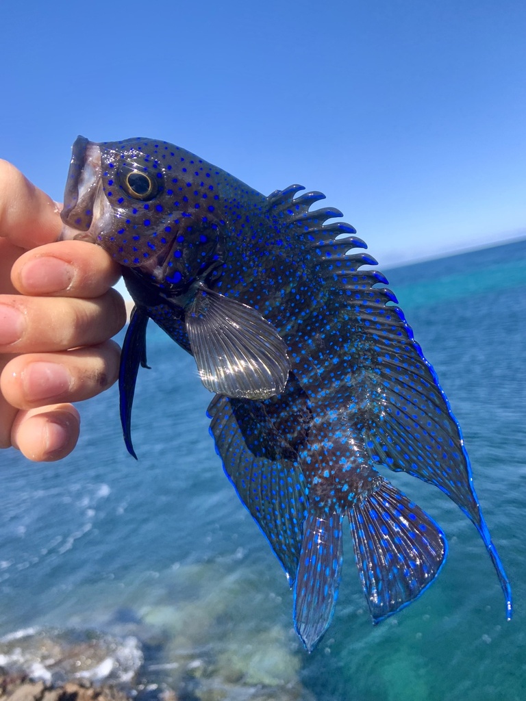 Southern Blue Devil from Second Valley, SA, AU on December 01, 2022 at ...