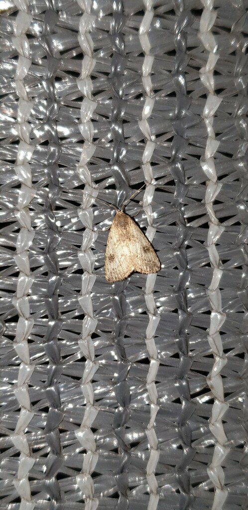 Rivula from Glenwood QLD 4570, Australia on September 13, 2022 at 07:01 ...