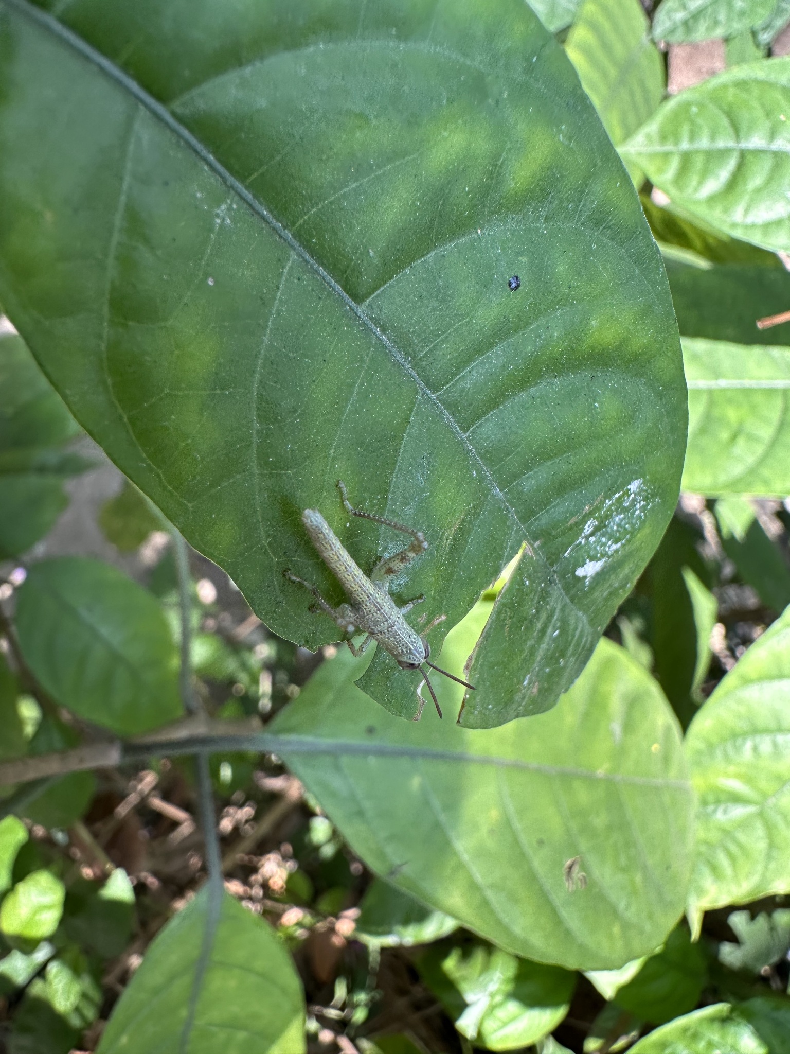 Valanga nigricornis (Burmeister, 1838)