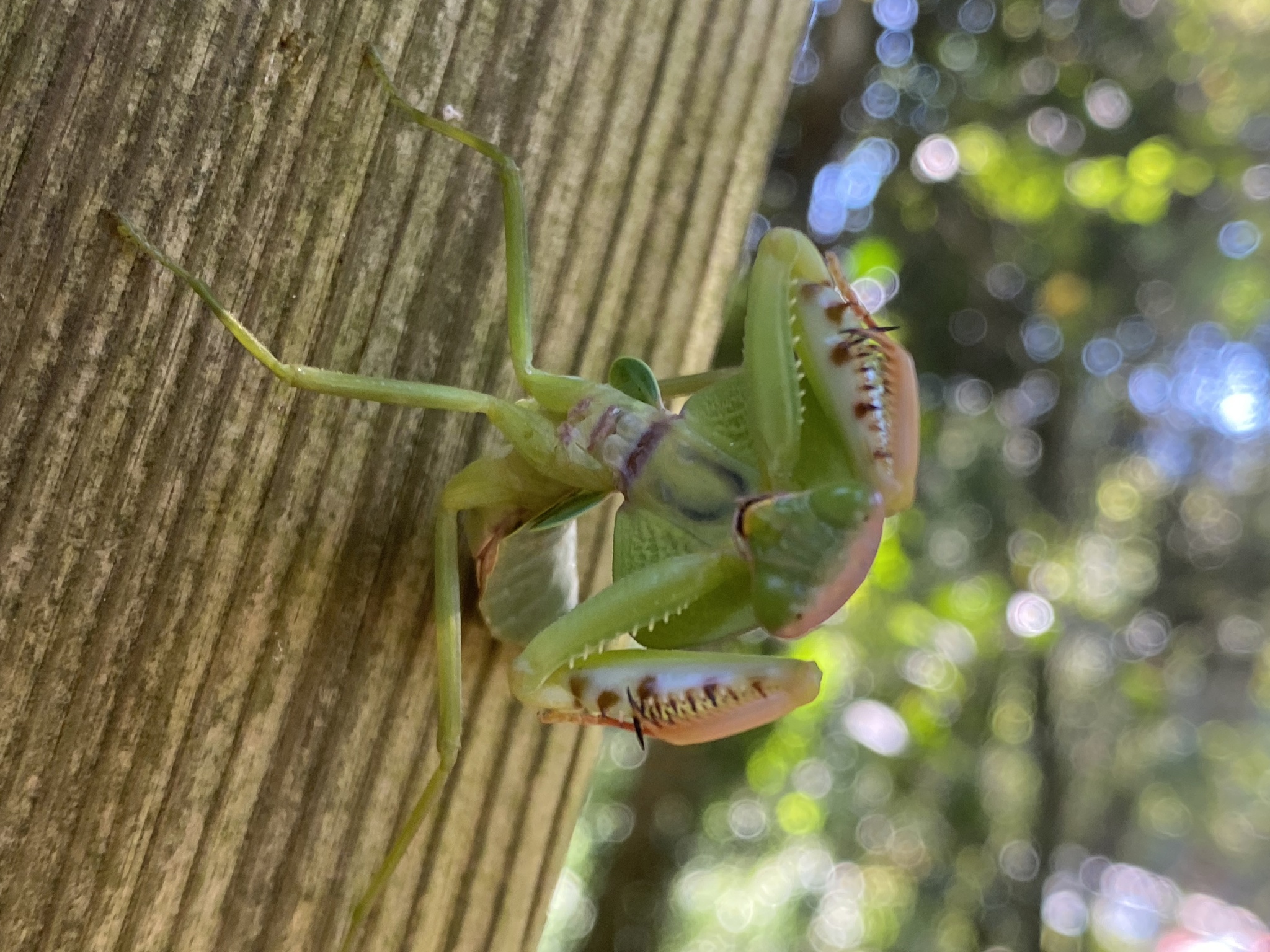 Rhombodera latipronotum Zhang