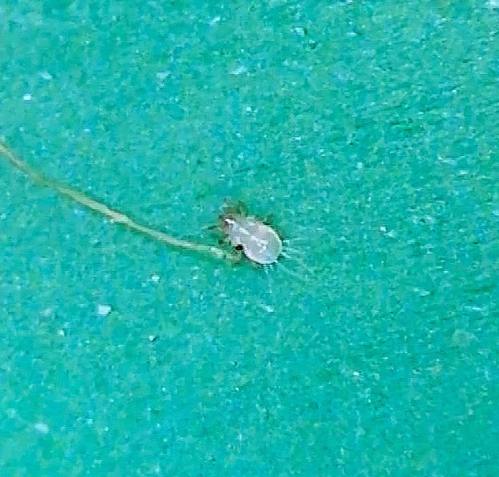 Stored Products Mites from Maupuia, Wellington 6022, New Zealand on ...