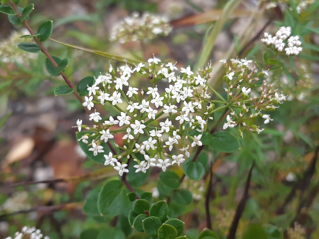 Shrubby Platysace from Carrick NSW 2580, Australia on February 09, 2023 ...