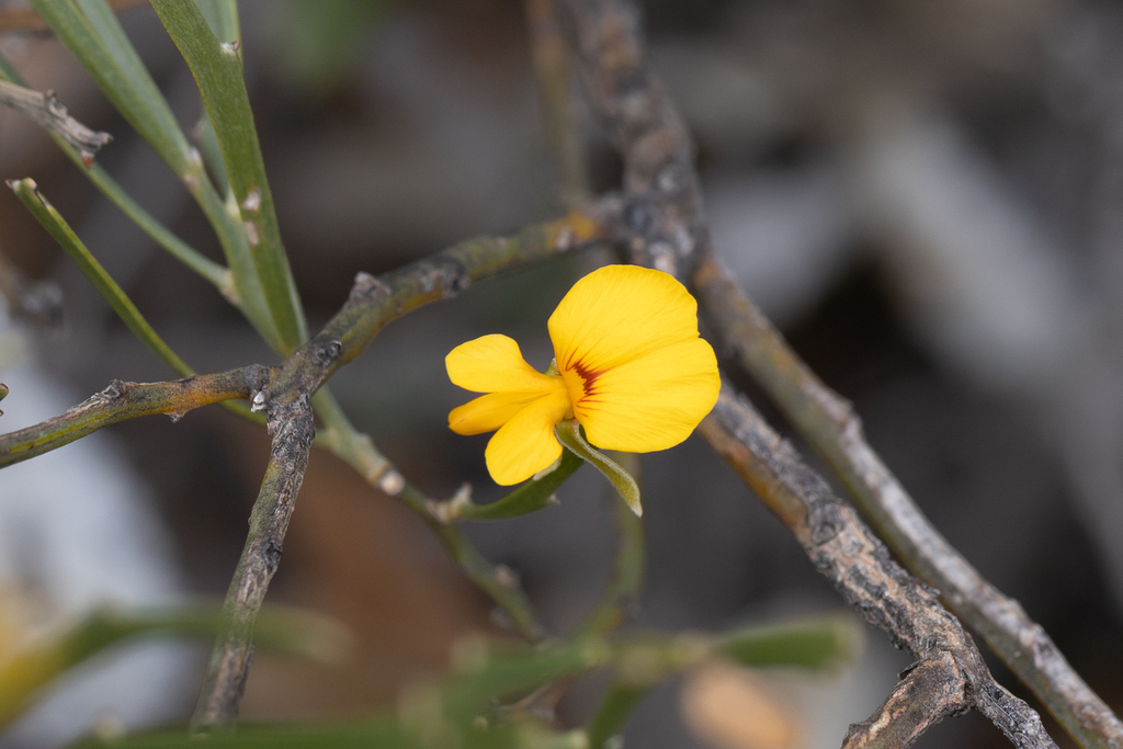 (Jacksonia compressa) - Botanical Realm
