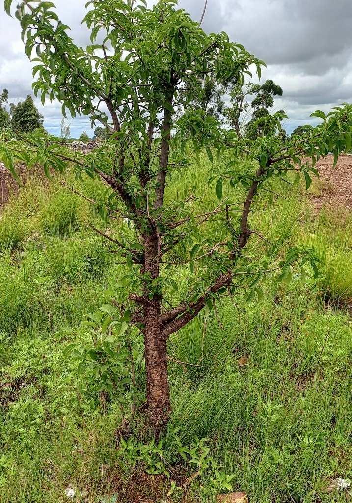 Adansonia digitata L.
