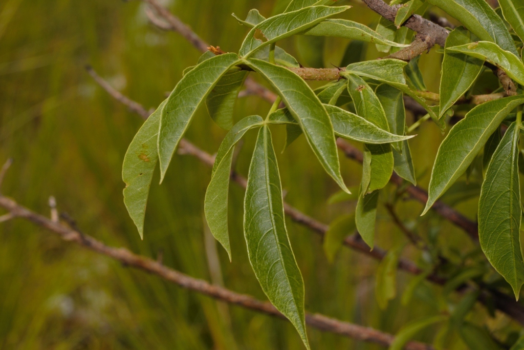 Adansonia digitata L.