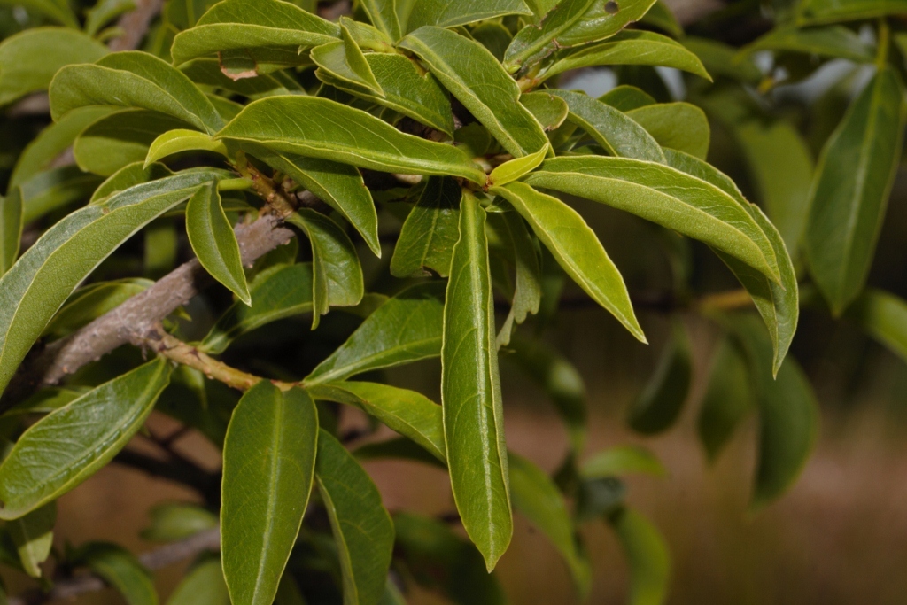 Adansonia digitata L.