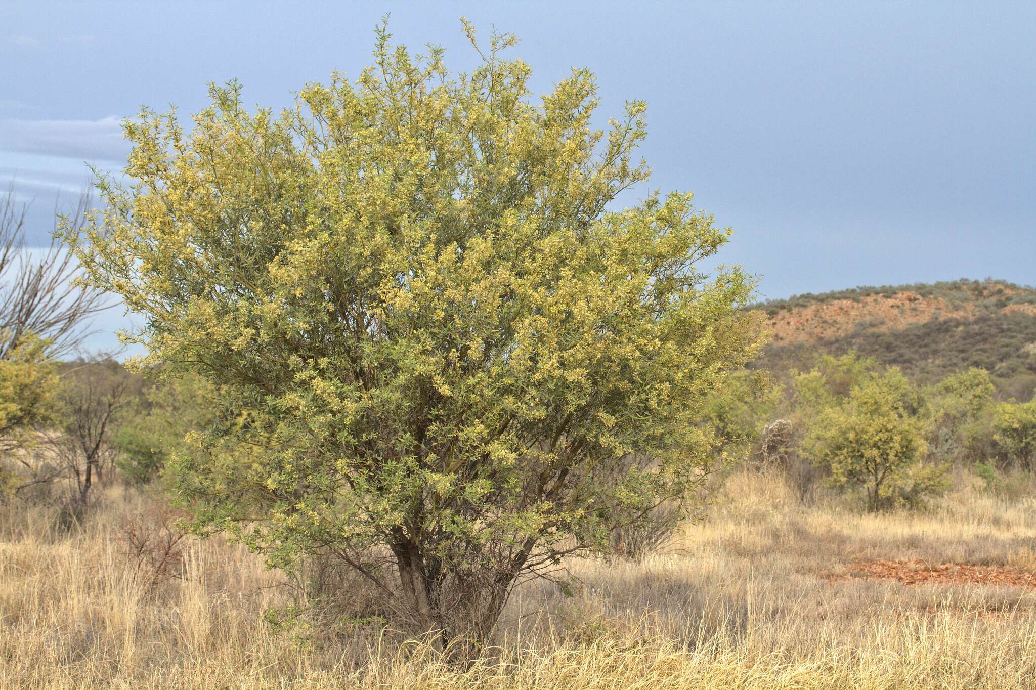 Acacia victoriae Benth.